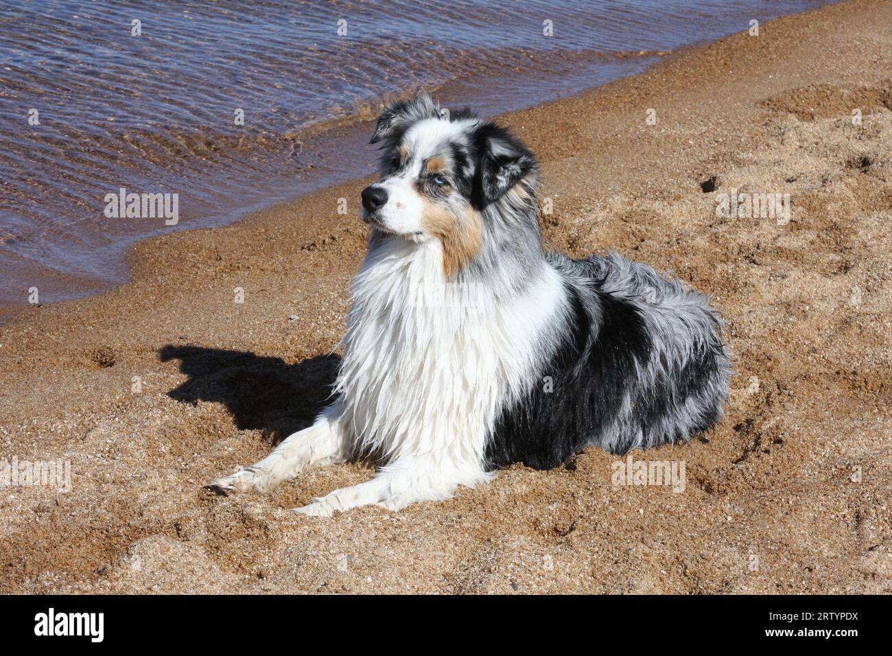australian shepherd lying on beach next to lake Stock Photo - Alamy