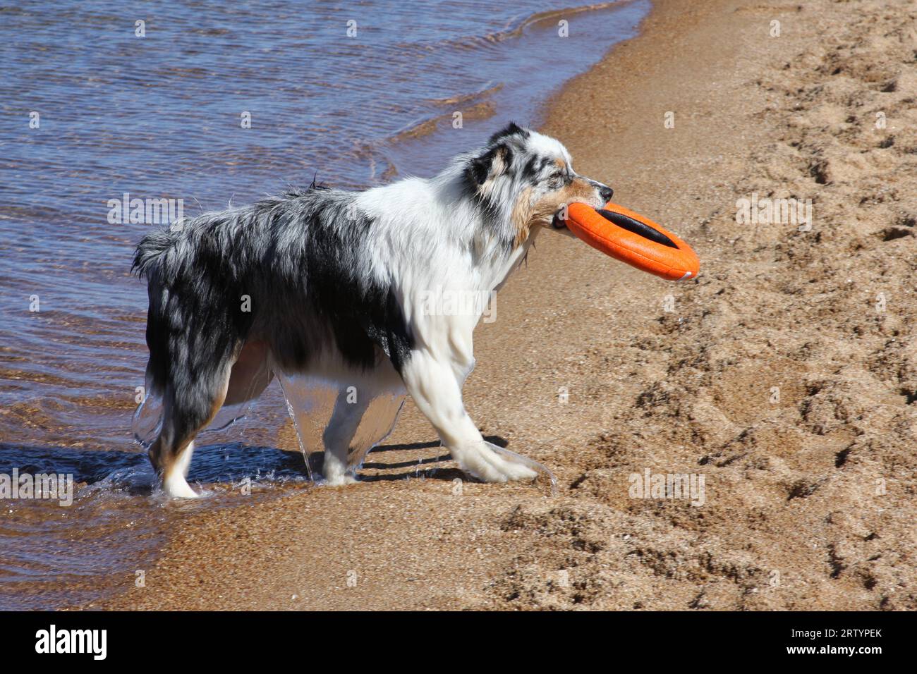 Frizbee on the beach hi-res stock photography and images - Alamy