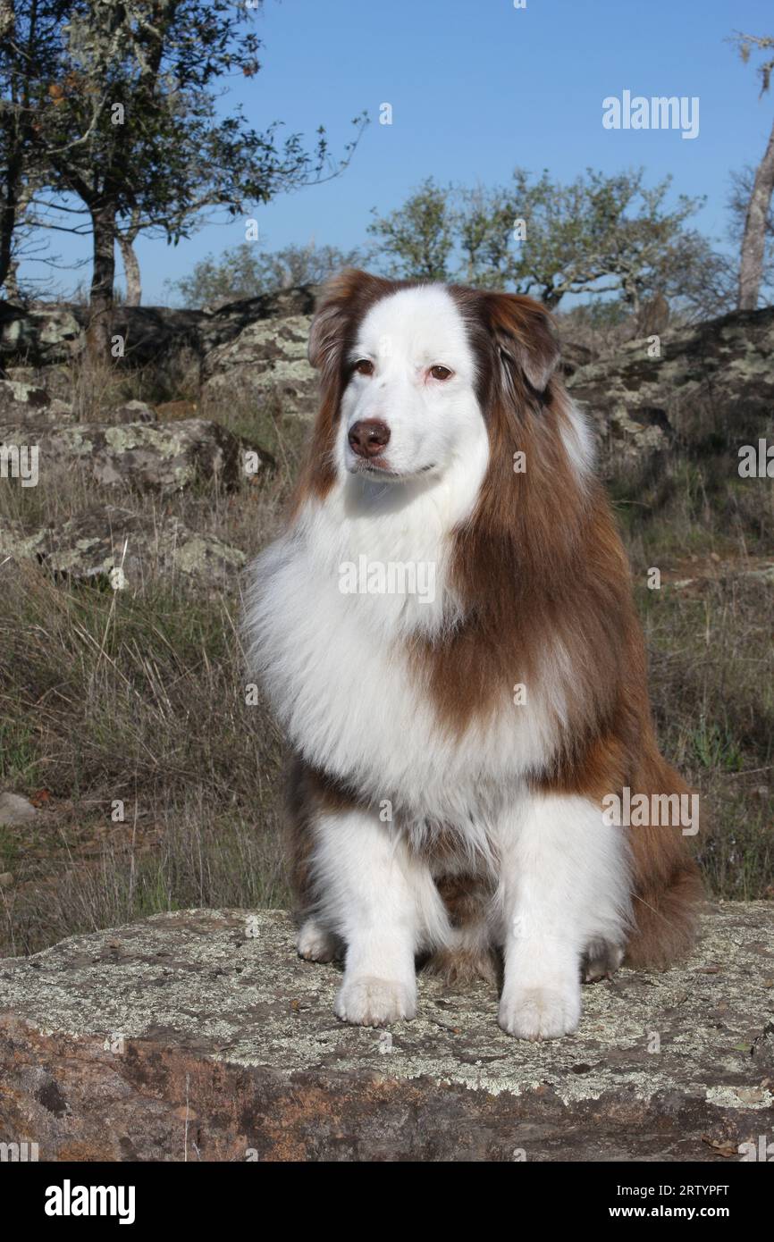 australian shepherd sitting on rocks with blue sky and trees in ...