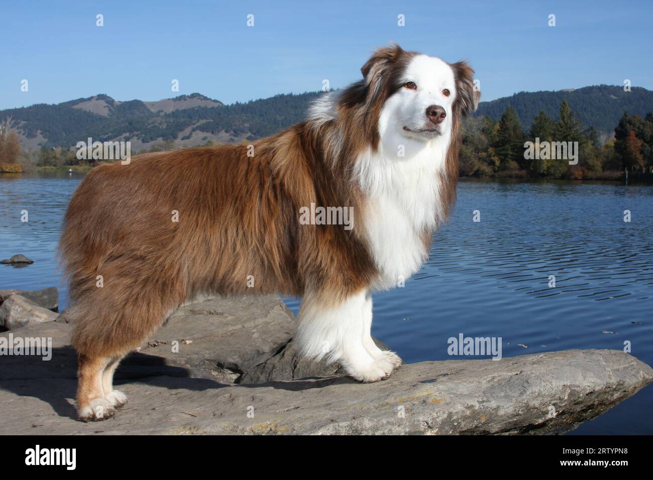 australian shepherd standing on a rock with lake, forest and mountains ...