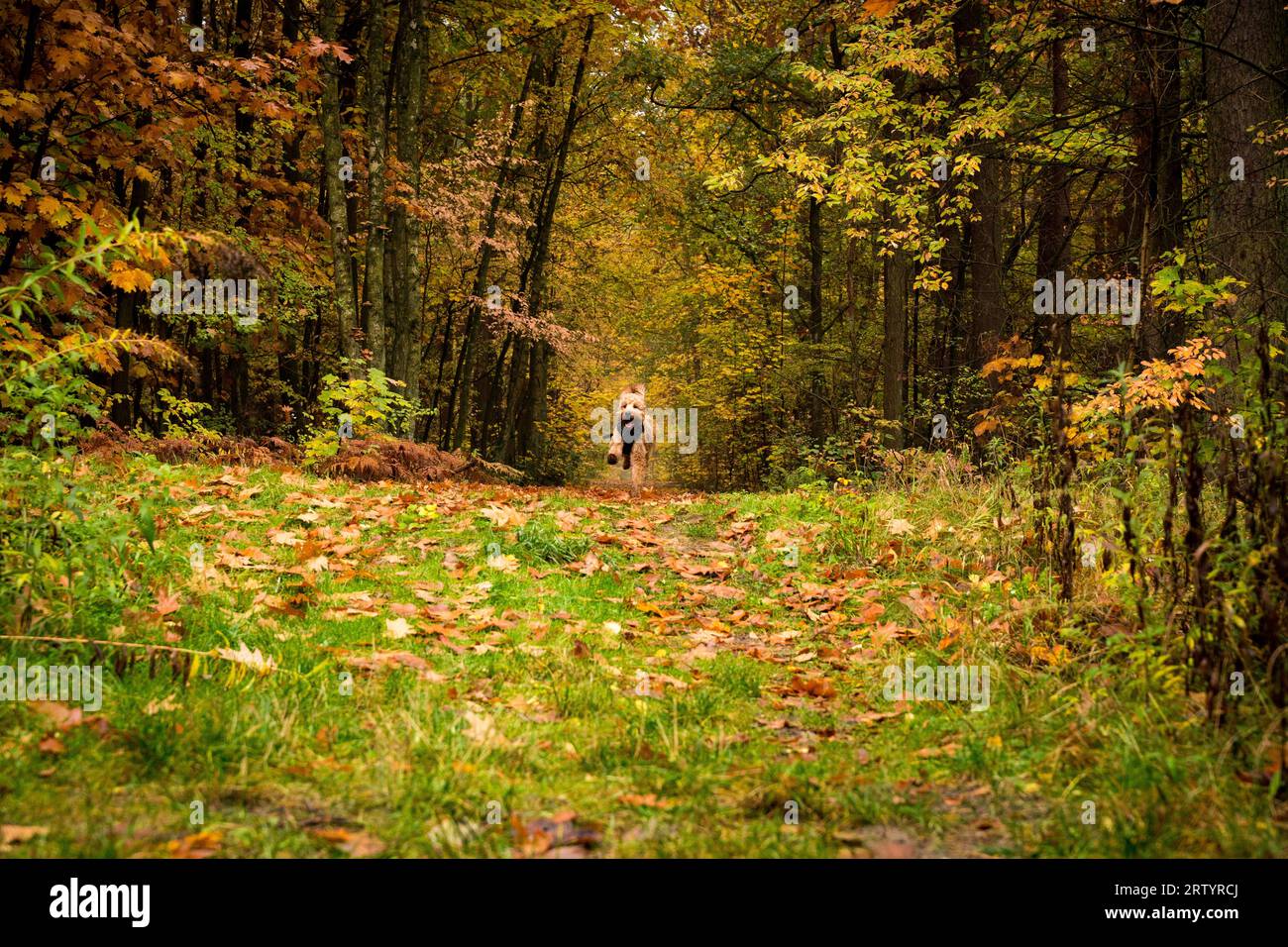 walking the dog in the fall in the forest Stock Photo - Alamy