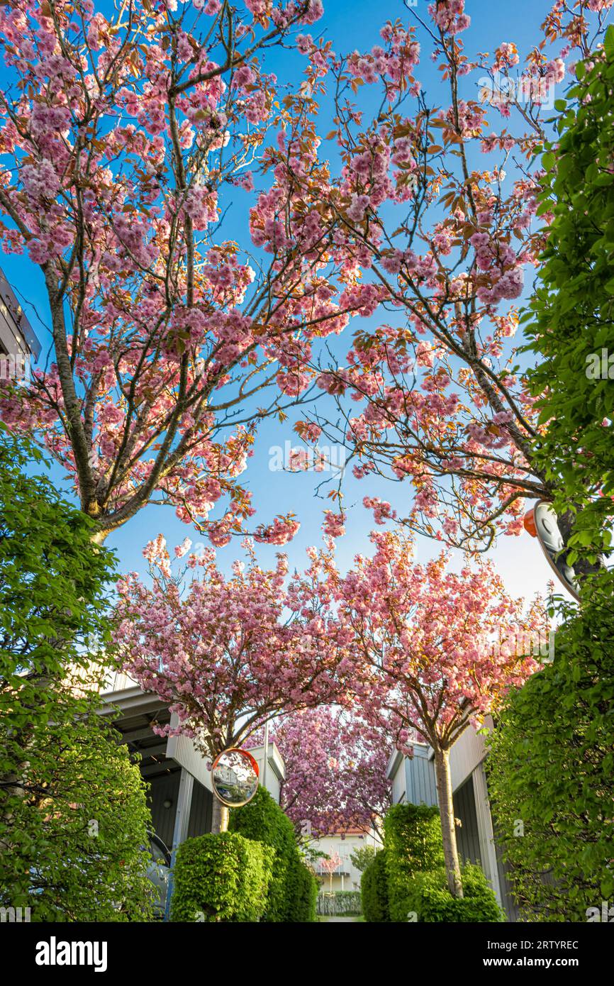 Pink cherry blossom alley over a walking path Stock Photo - Alamy