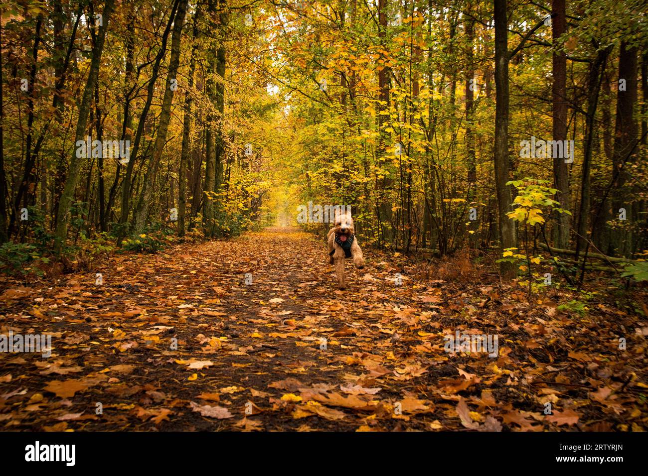 Dog running through leaves hi-res stock photography and images - Alamy