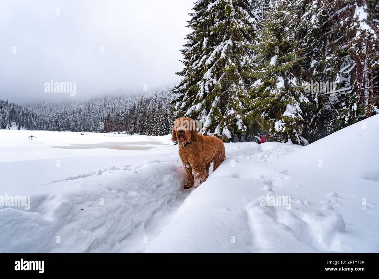 dog on path in snow in forest Stock Photo - Alamy