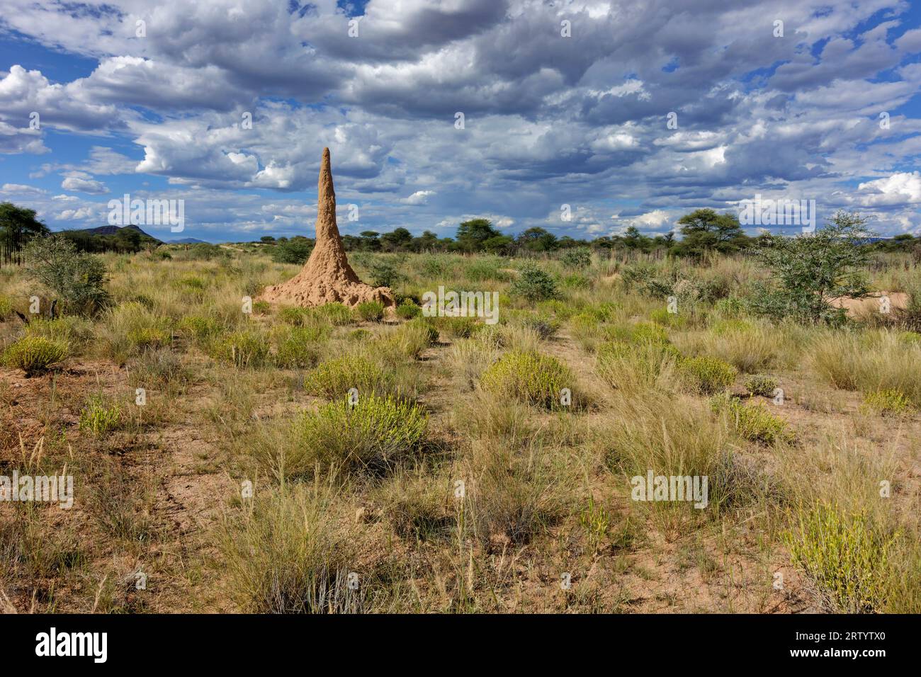 Termite mounds on a farm northeast of Omaruru, Erongo region, Namibia ...