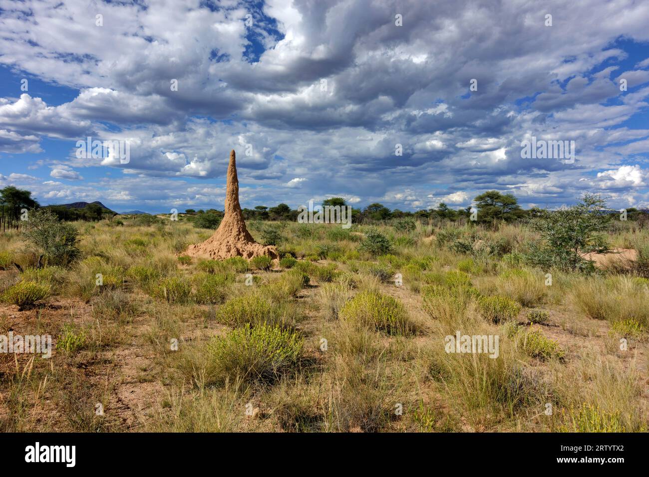 Termite mounds on a farm northeast of Omaruru, Erongo region, Namibia ...