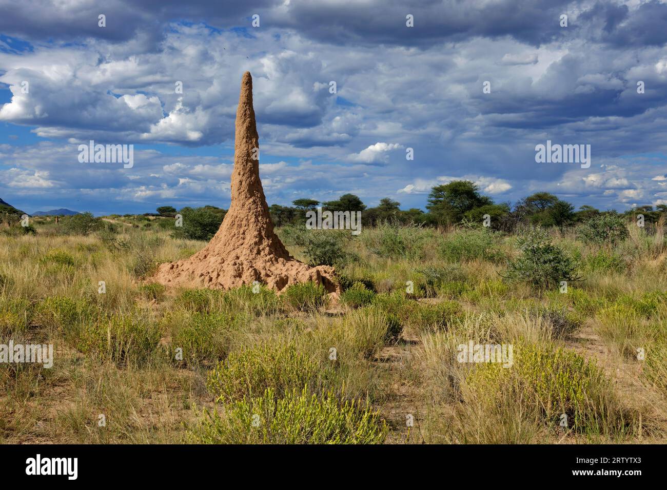 Termite mounds on a farm northeast of Omaruru, Erongo region, Namibia ...