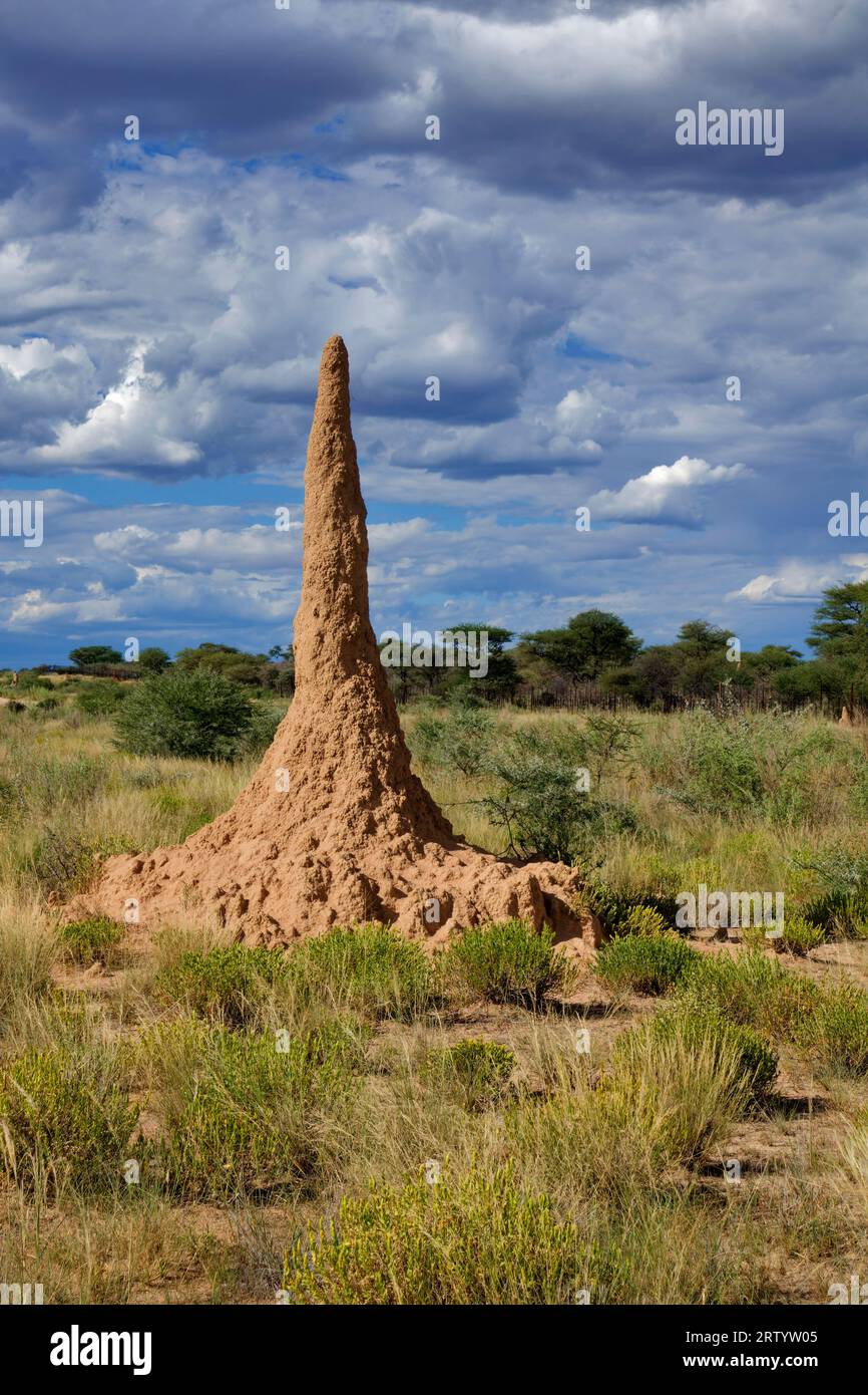 Termite mounds on a farm northeast of Omaruru, Erongo region, Namibia ...