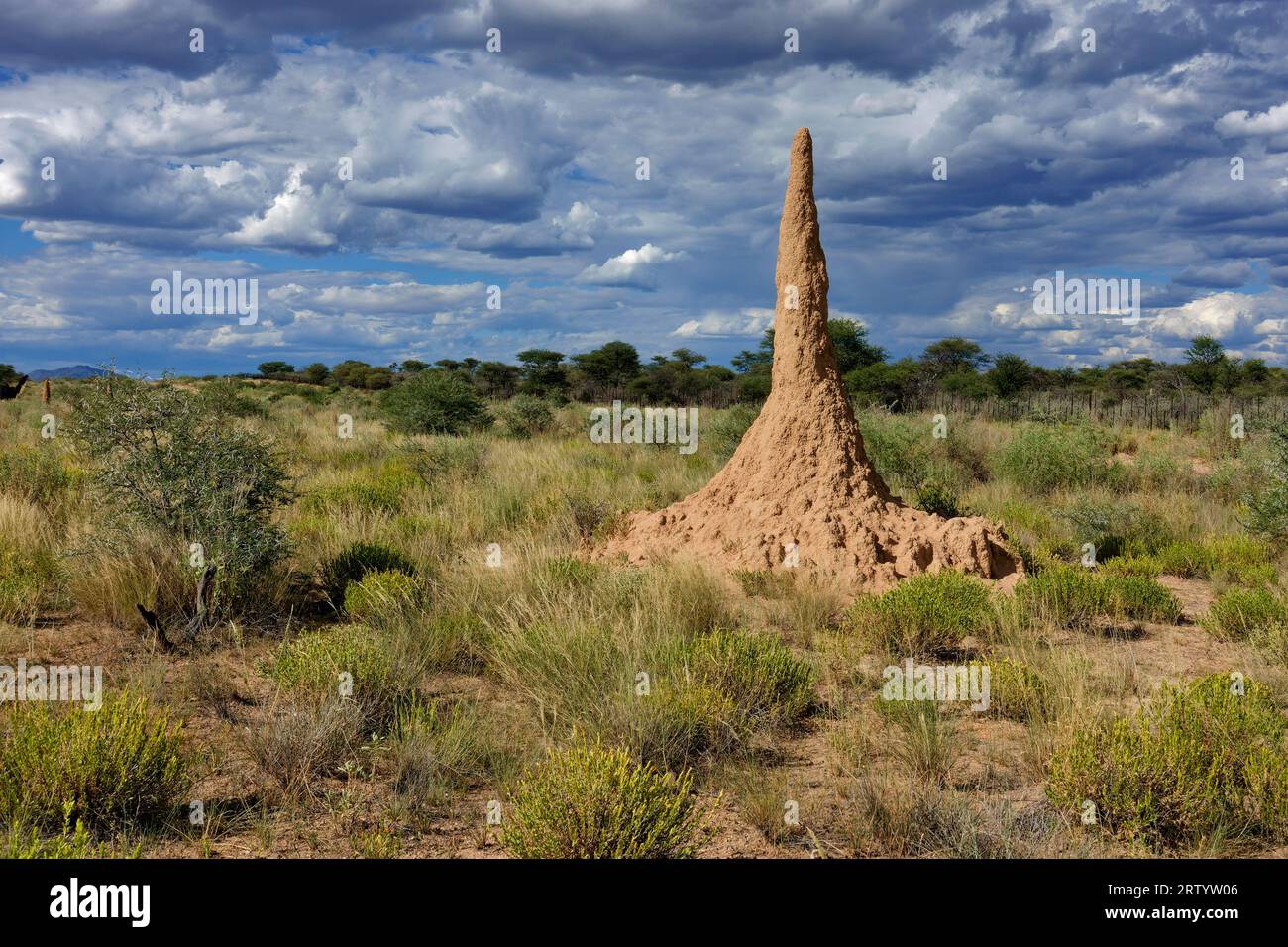 Termite mounds on a farm northeast of Omaruru, Erongo region, Namibia ...