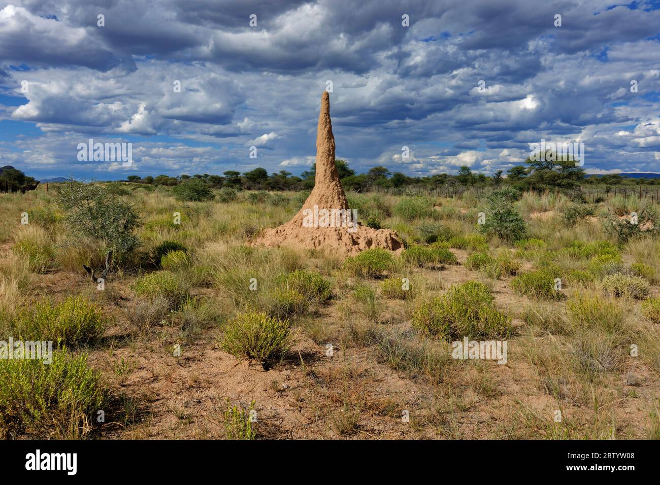 Termite mounds on a farm northeast of Omaruru, Erongo region, Namibia ...