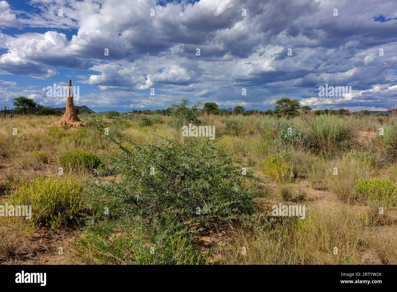 Termite mounds on a farm northeast of Omaruru, Erongo region, Namibia ...