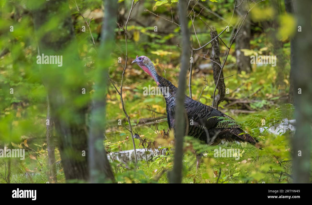 Tom turkey running hi-res stock photography and images - Alamy