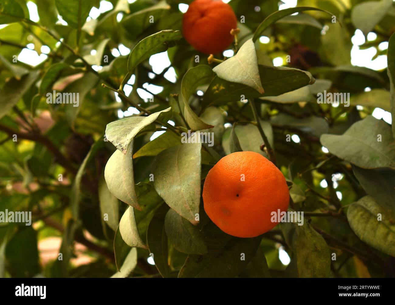 Tangerine tree, tree with tangerines, citrus fruits, close-up view ...