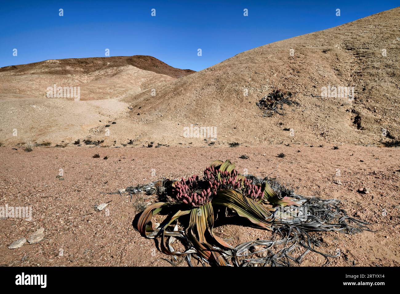Namib: Welwitschia (Welwitschia mirabilis, female plant) in the gravel ...