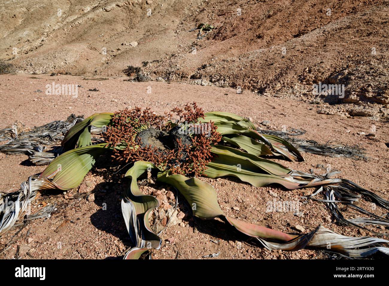 Namib: Welwitschia (Welwitschia mirabilis, male plant) in the gravel ...
