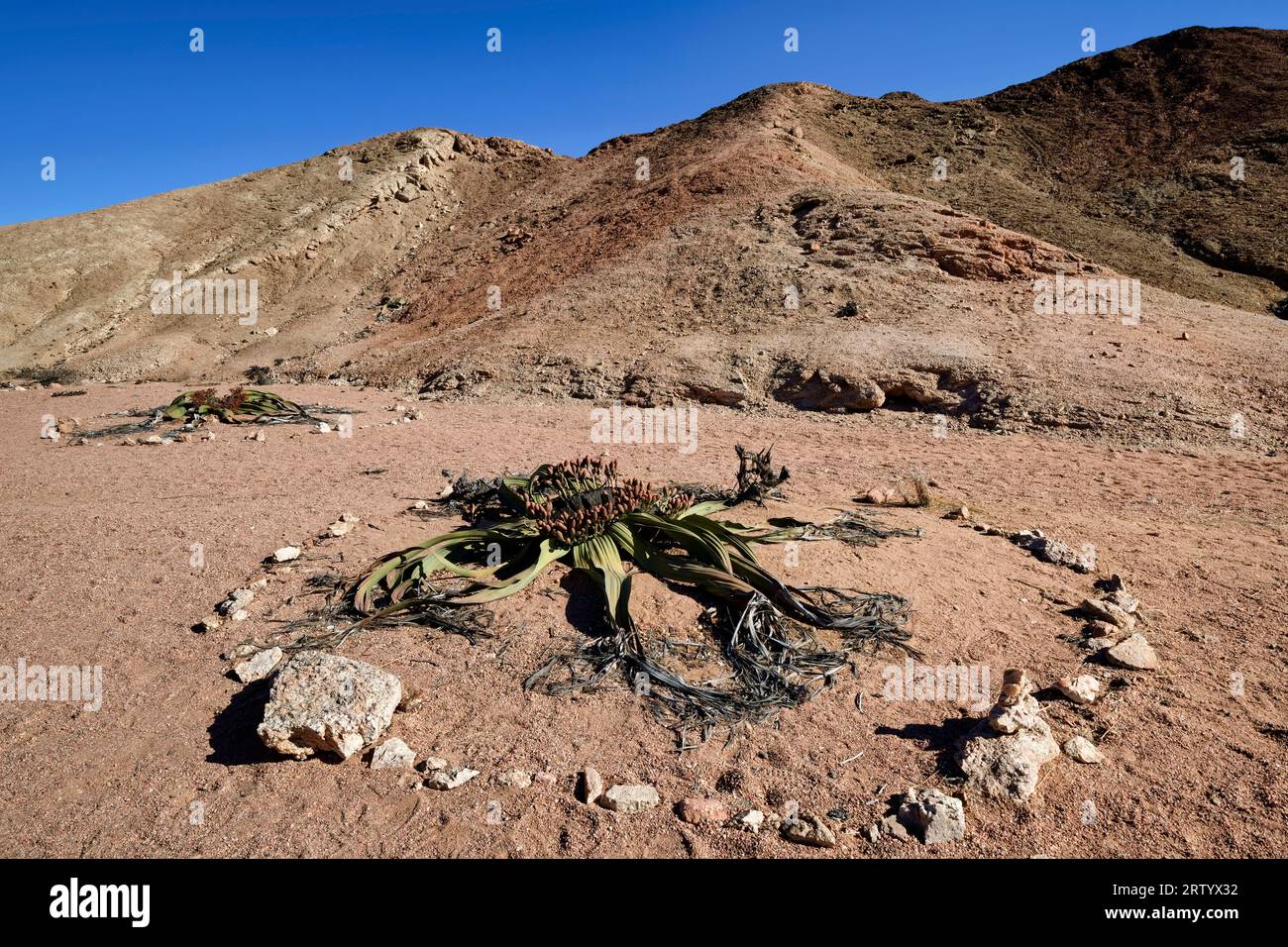 Namib: Welwitschia (Welwitschia mirabilis, female plant) in the gravel ...