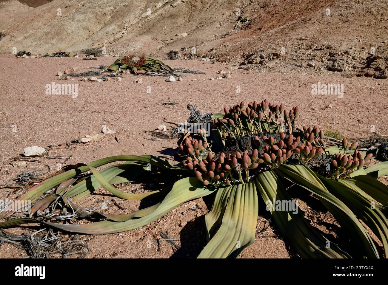Welwitschia mirabilis plant in namib hi-res stock photography and ...