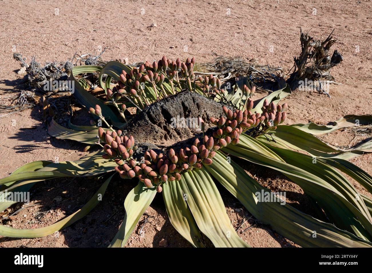 Namib: Welwitschia (Welwitschia mirabilis, female plant) in the gravel ...