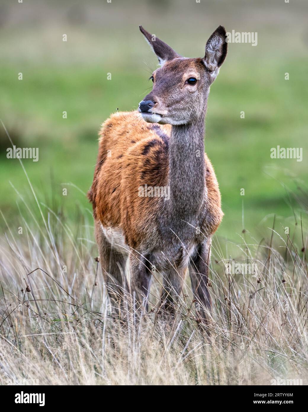 Hind hoof hi-res stock photography and images - Alamy