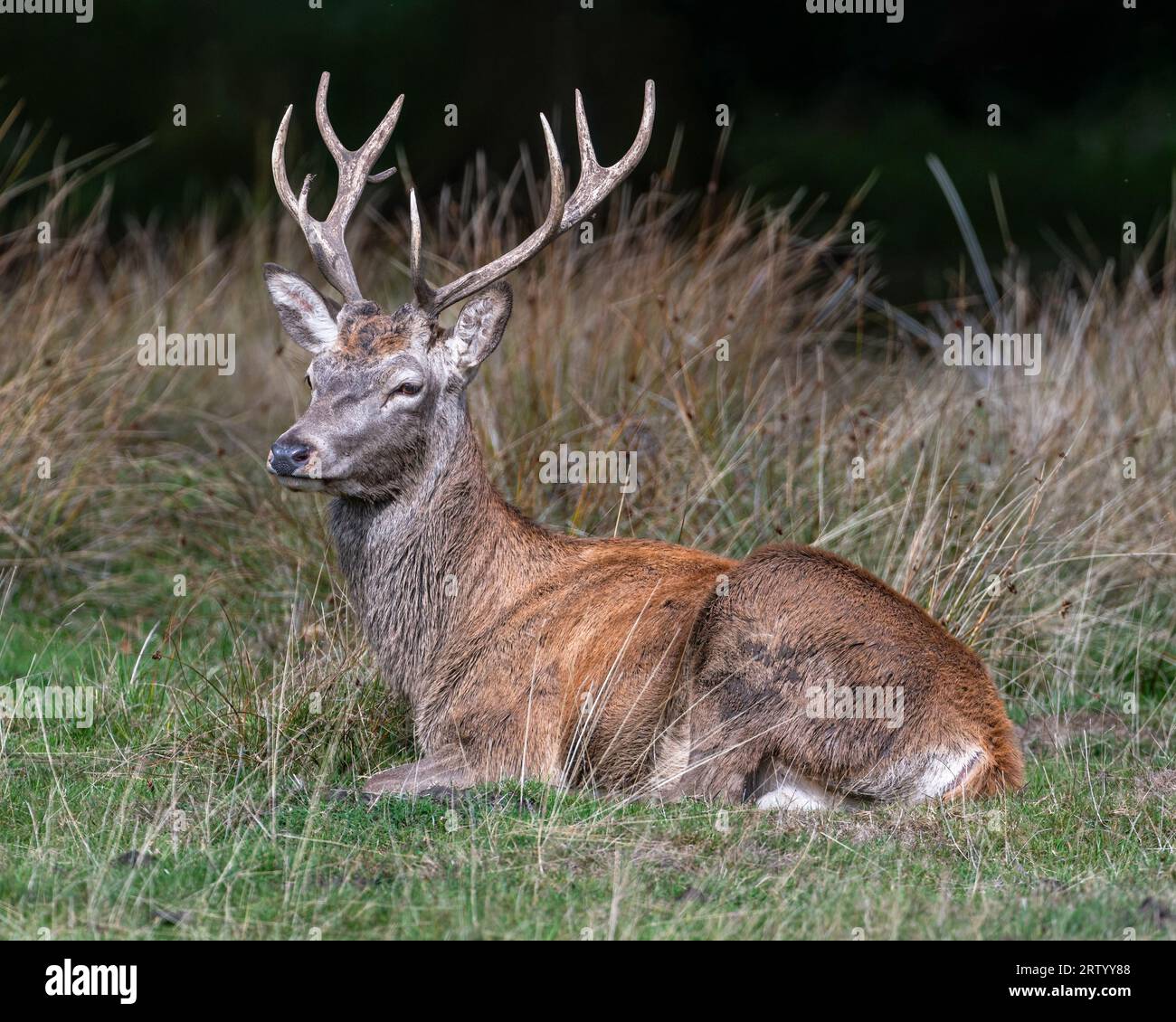 Red Deer Stag Stock Photo - Alamy