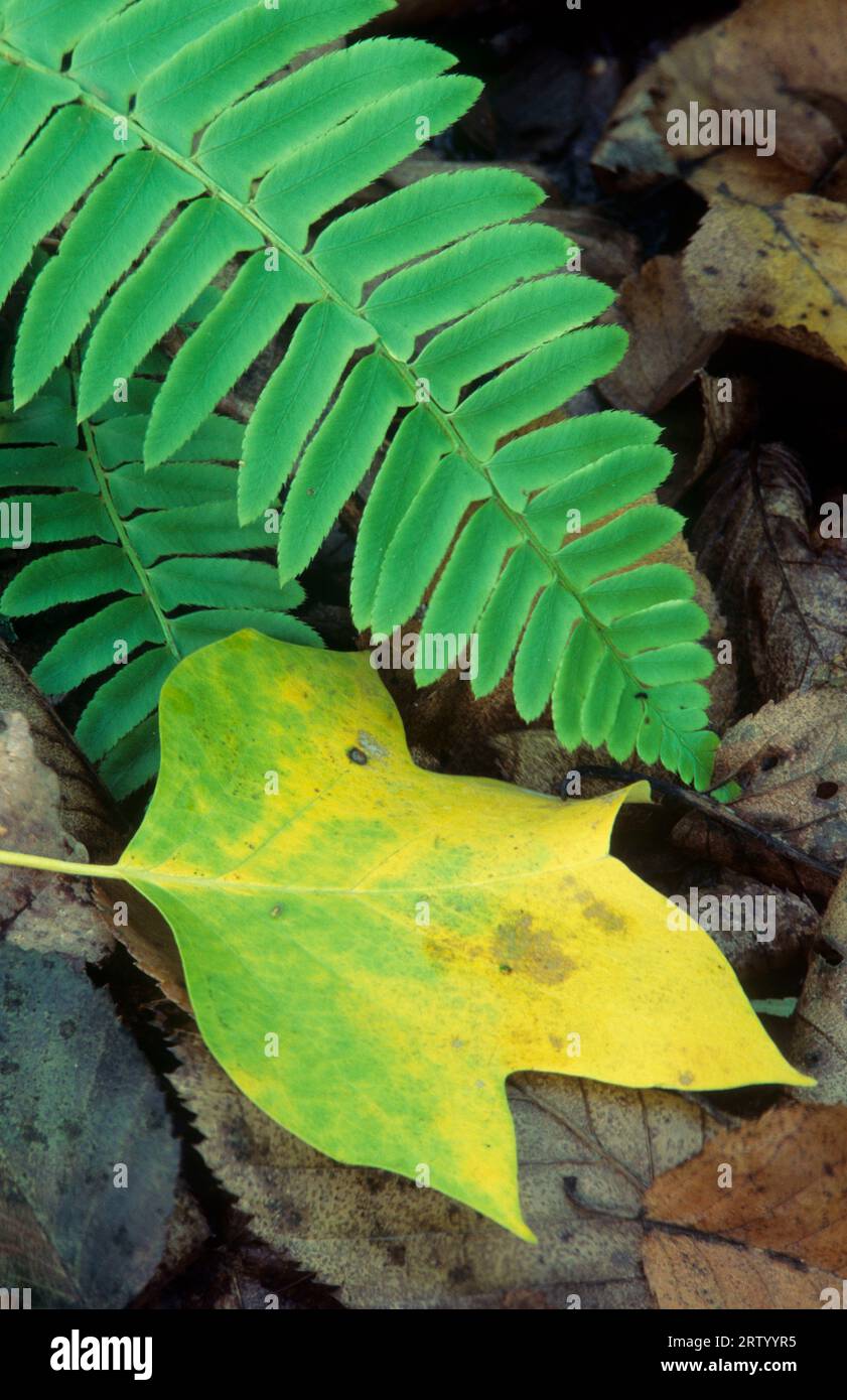 Tulip tree (aka Tulip poplar-Liriodendron tulipifera) leaf with ...
