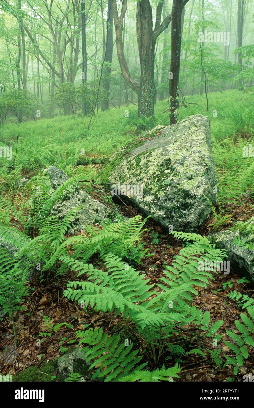 Witch Hazel Trail forest, Devils Hopyard State Park, Connecticut Stock ...