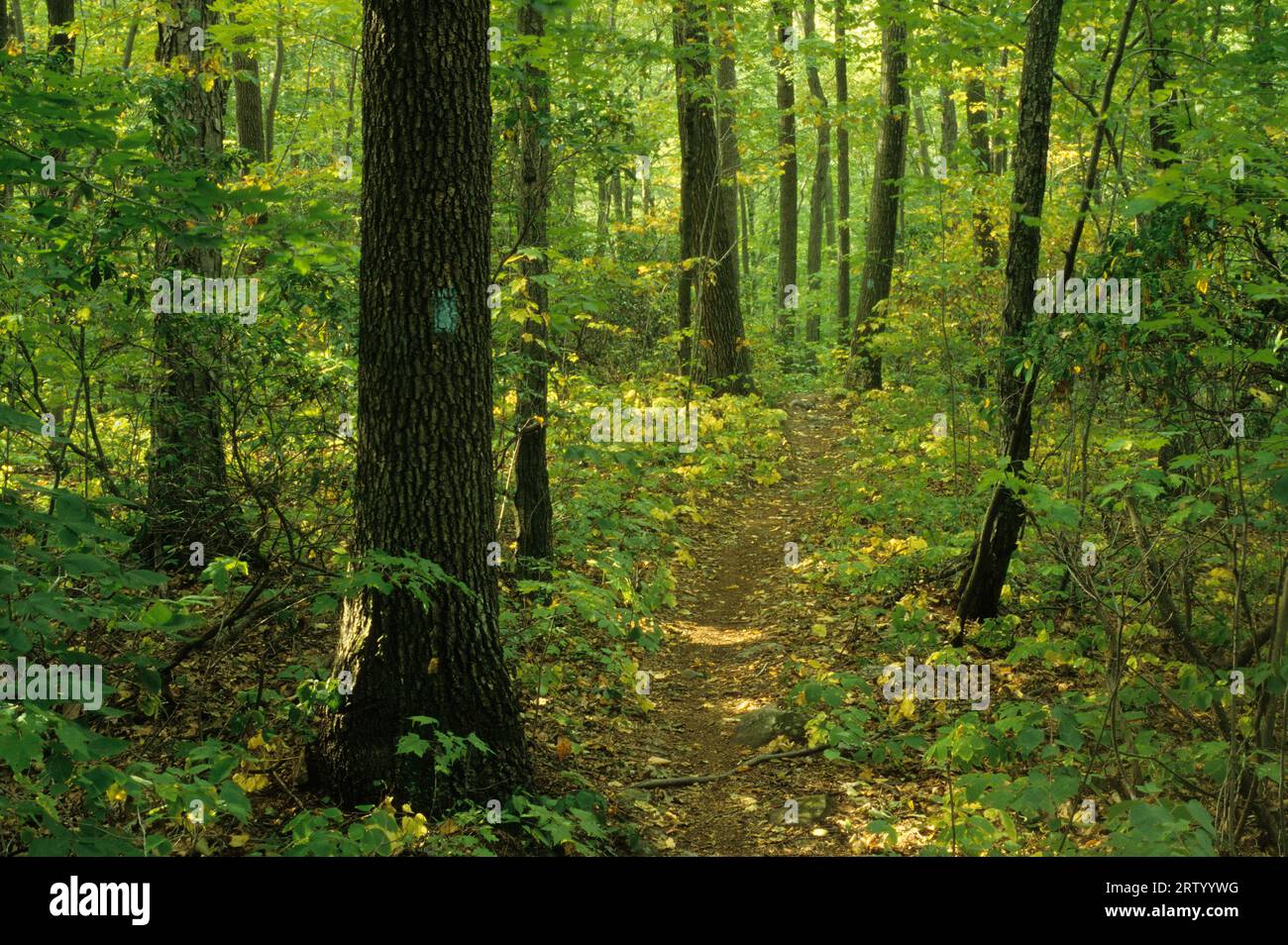 Cockaponset Trail, Cockaponset State Forest, Connecticut Stock Photo ...