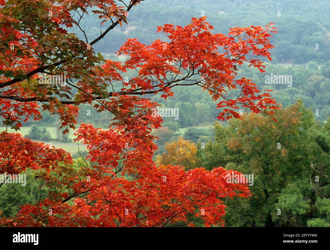 Autumn maple, Penwood State Park, Connecticut Stock Photo - Alamy
