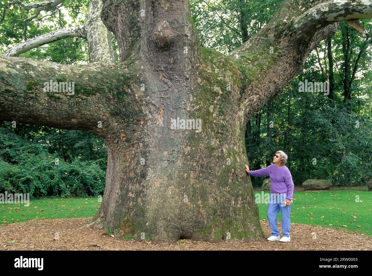 The Pinchot Sycamore, Pinchot Sycamore Park, Simsbury, Connecticut ...