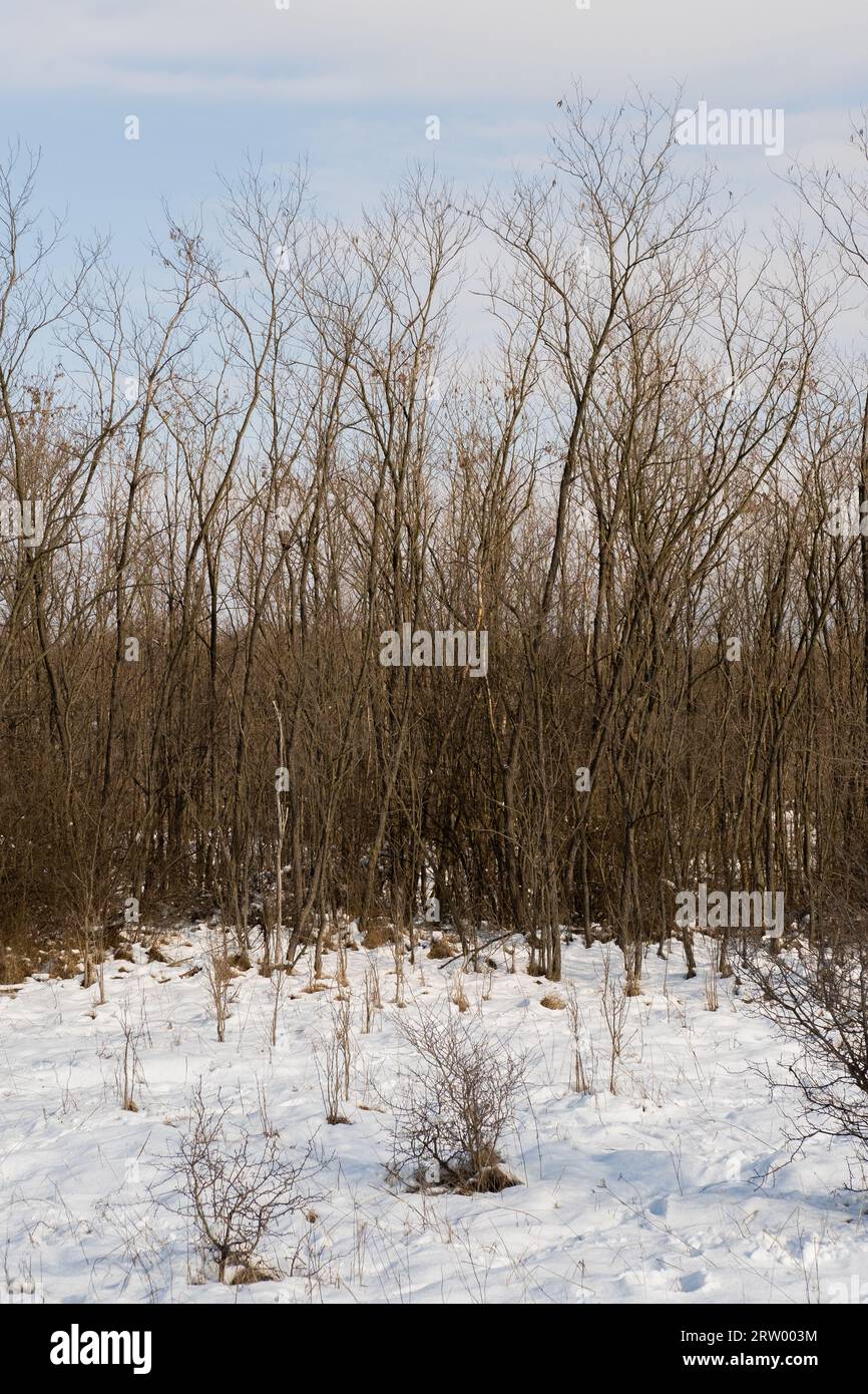 Small trees white background hi-res stock photography and images - Alamy