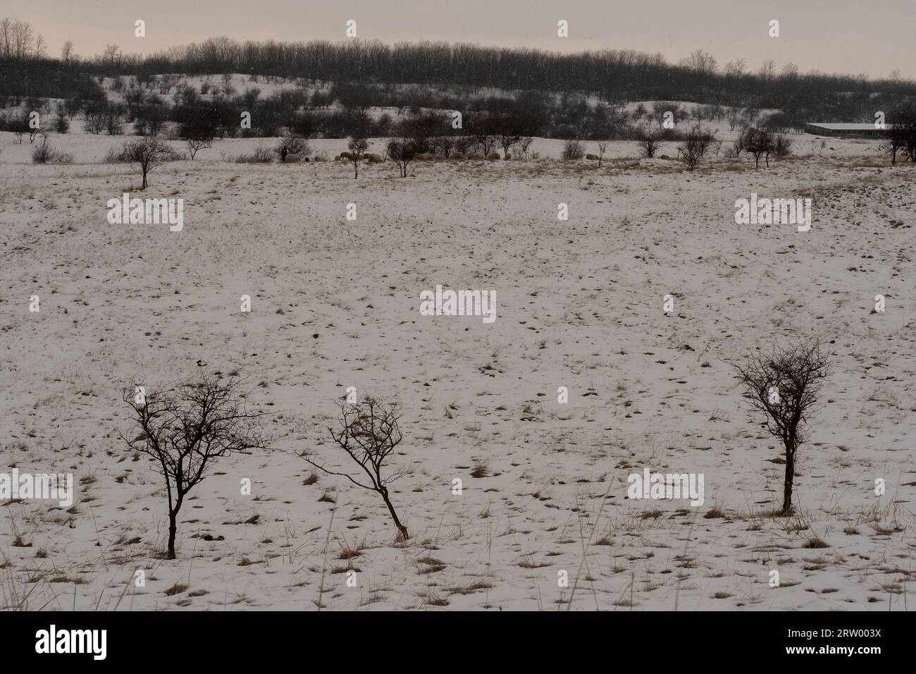 Small trees on snow field with mountain behind Stock Photo - Alamy