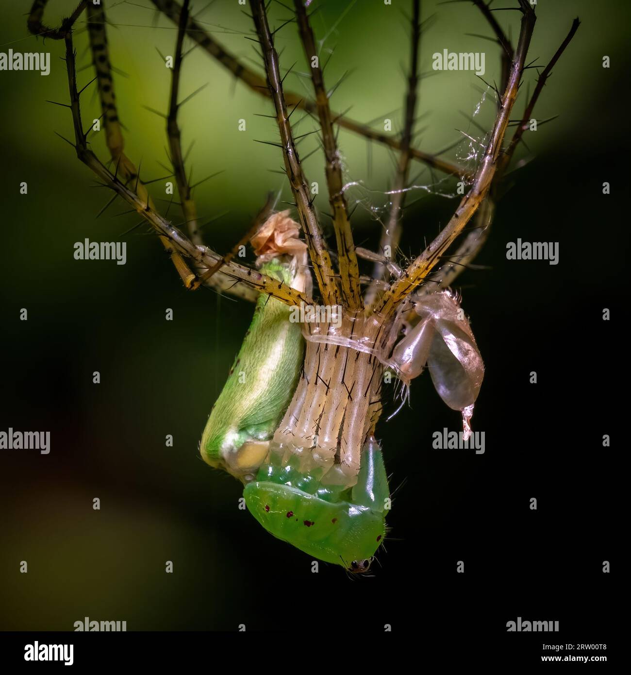 A female Green Lynx Spider (Peucetia viridans) is in the process of molting, shedding her ...