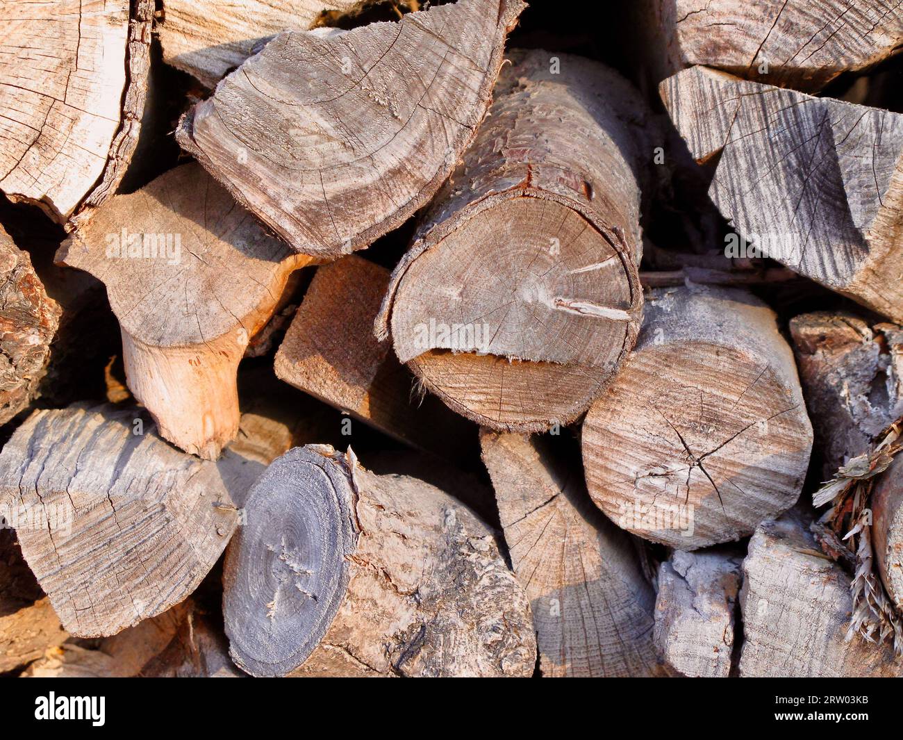 Stack of cutted pine tree logs in forest Stock Photo - Alamy