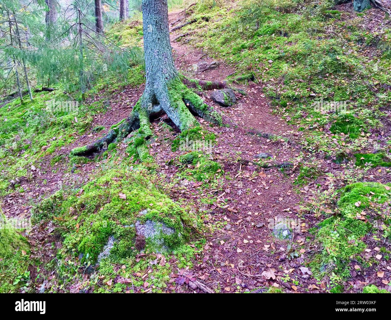 Tree trunk and roots on a foot path in forest in fall Stock Photo - Alamy