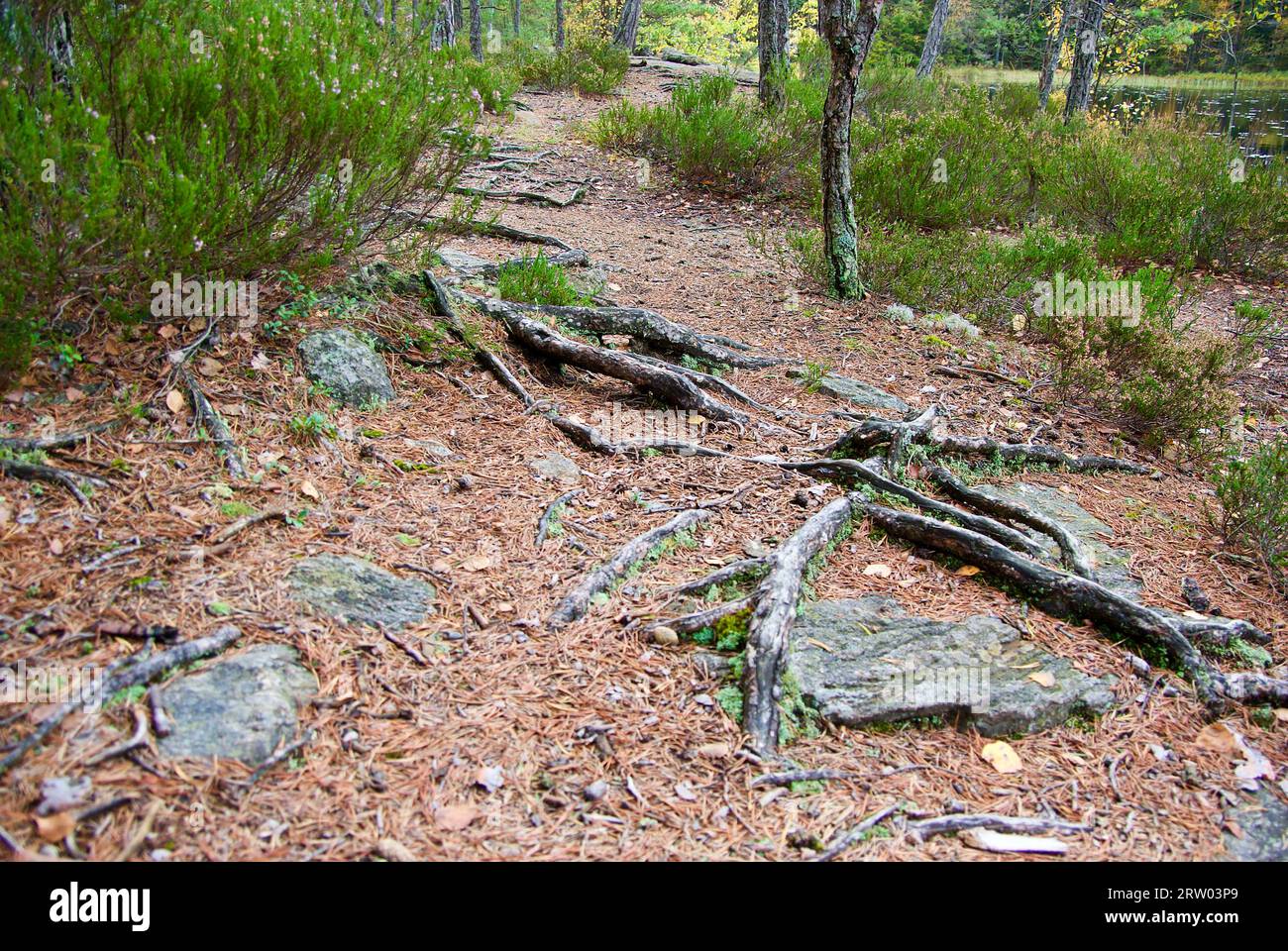 Foot path with stones and pine tree roots in forest in fall Stock Photo ...