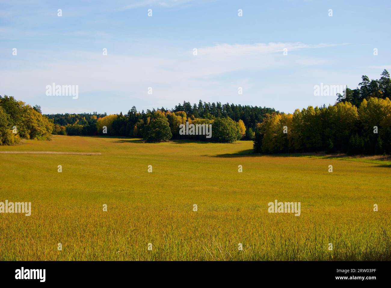 Corn field in fall in a swedish rural landscape Stock Photo - Alamy