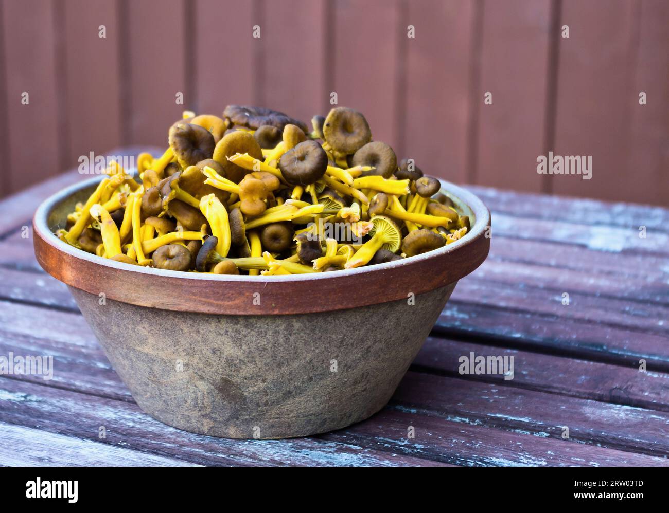 Stoneware bowl with fresh picked funnel chanterelles in fall Stock ...