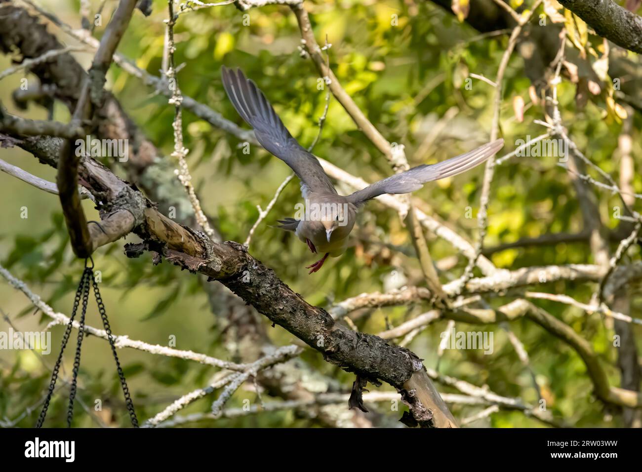 The mourning dove (Zenaida macroura). Bird known as the American ...