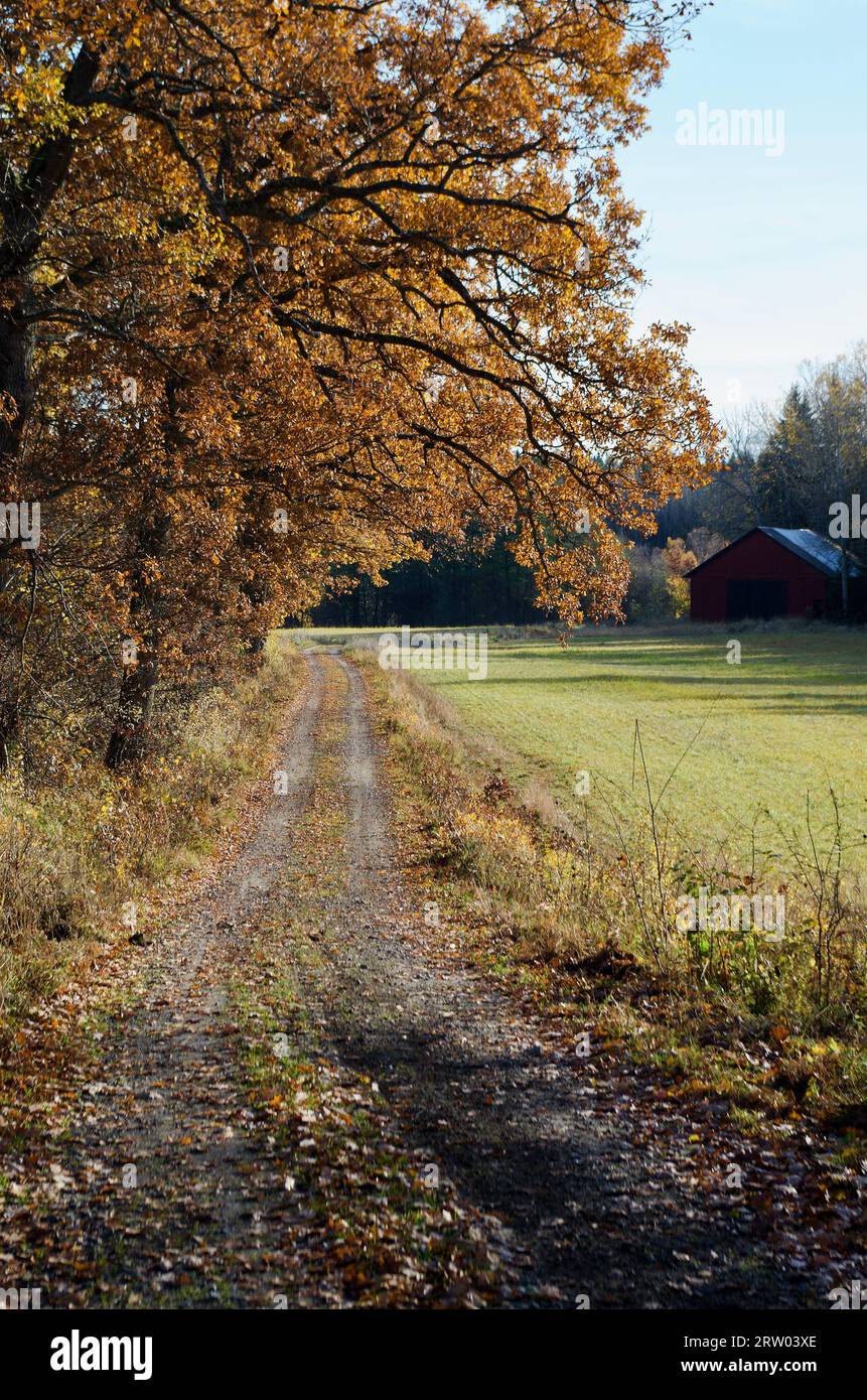 Landscape with gravel road and oak trees and a field with a red barn in ...