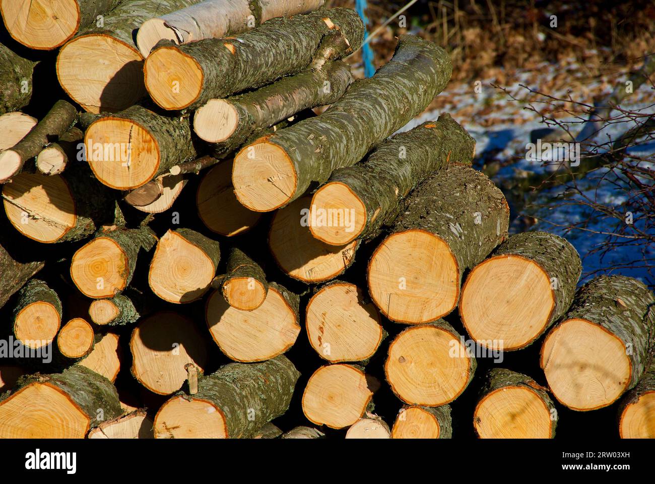 Stacked tree trunks pattern hi-res stock photography and images - Alamy
