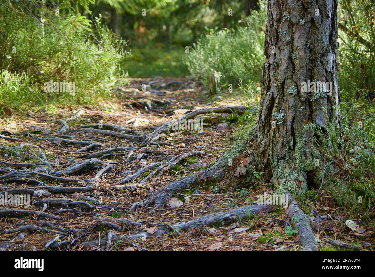 Forest path with pine needles and tree roots next to a pine tree trunk ...