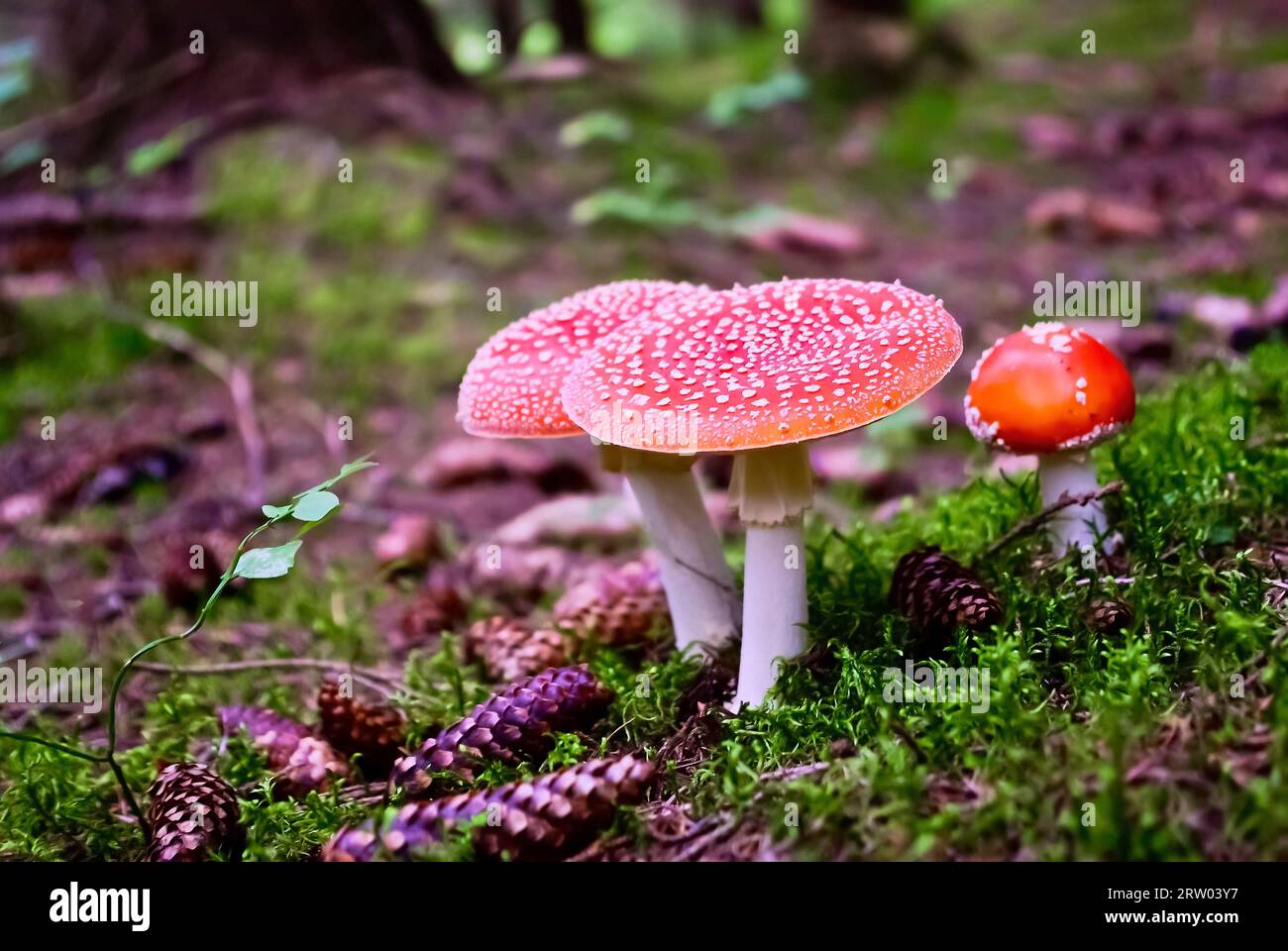 Poisonous fly agaric which grows in the forest in summer Stock Photo ...