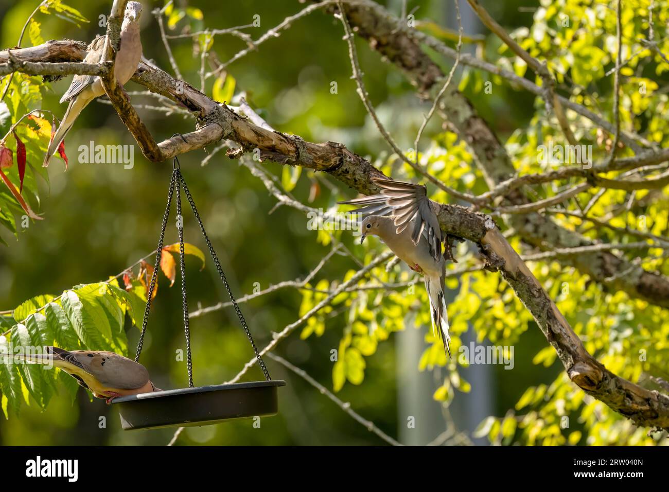 The mourning dove (Zenaida macroura). Bird known as the American ...