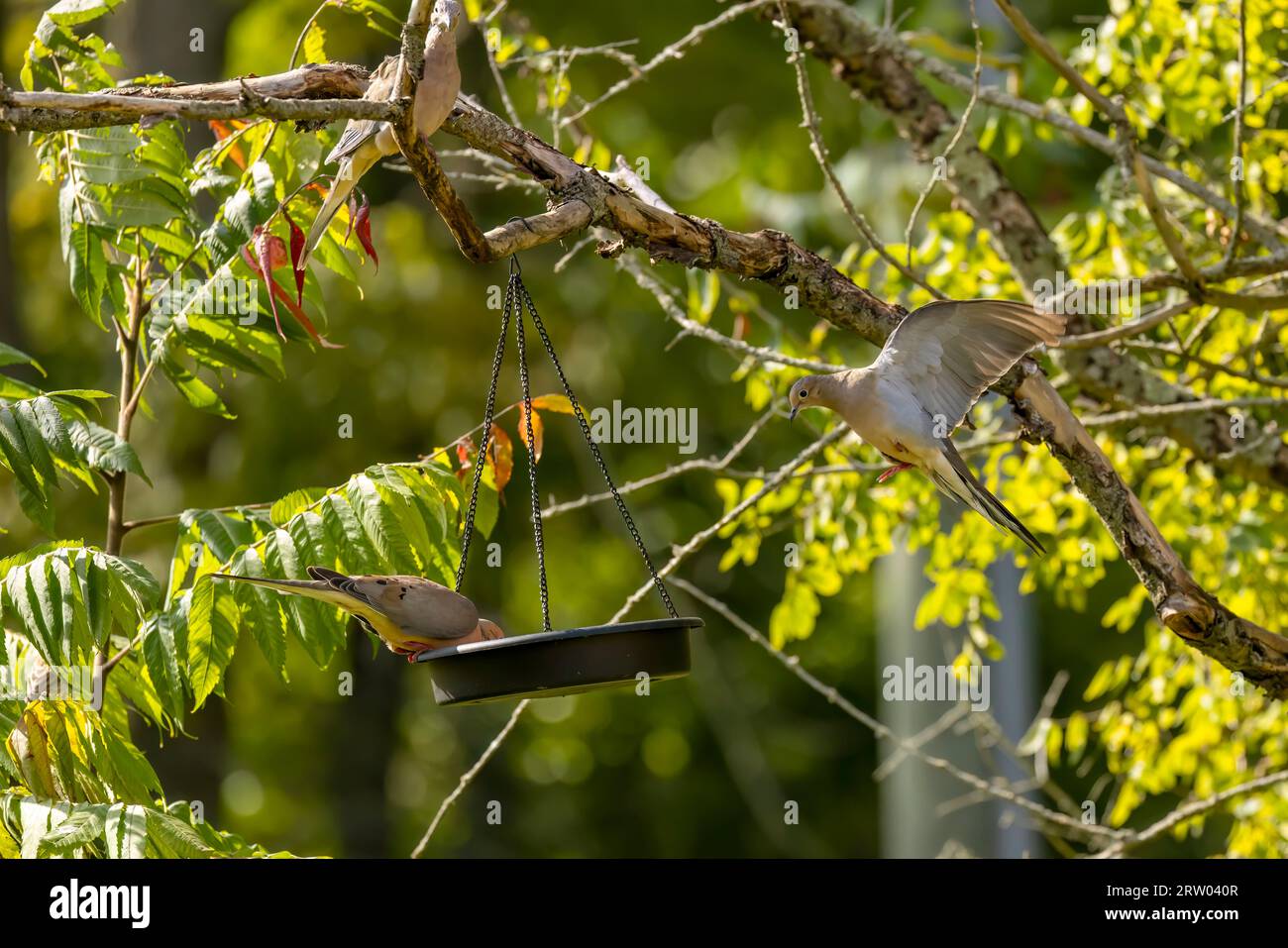 The mourning dove (Zenaida macroura). Bird known as the American ...