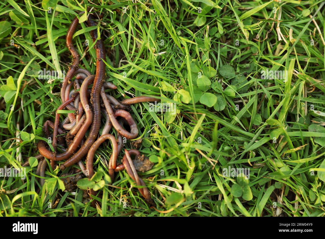 Earthworm many grass not bird hi-res stock photography and images - Alamy