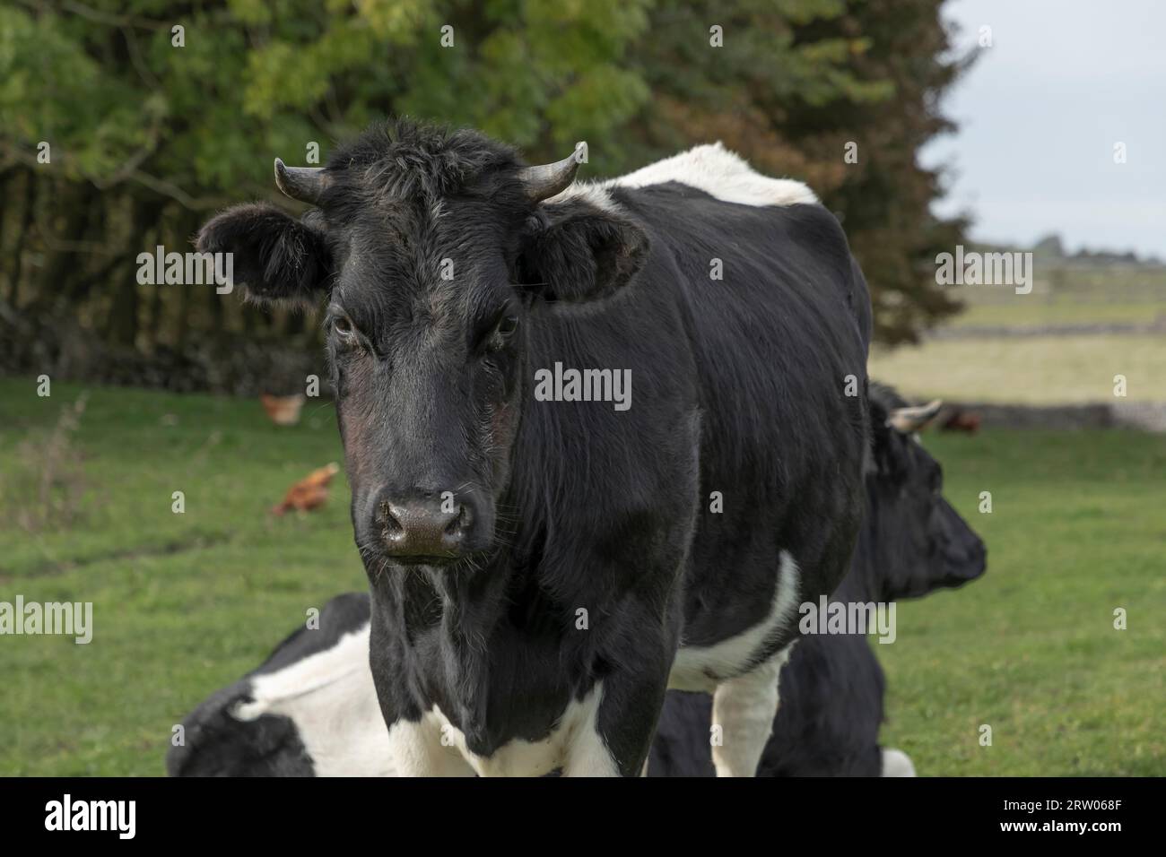 Grow horns hi-res stock photography and images - Alamy