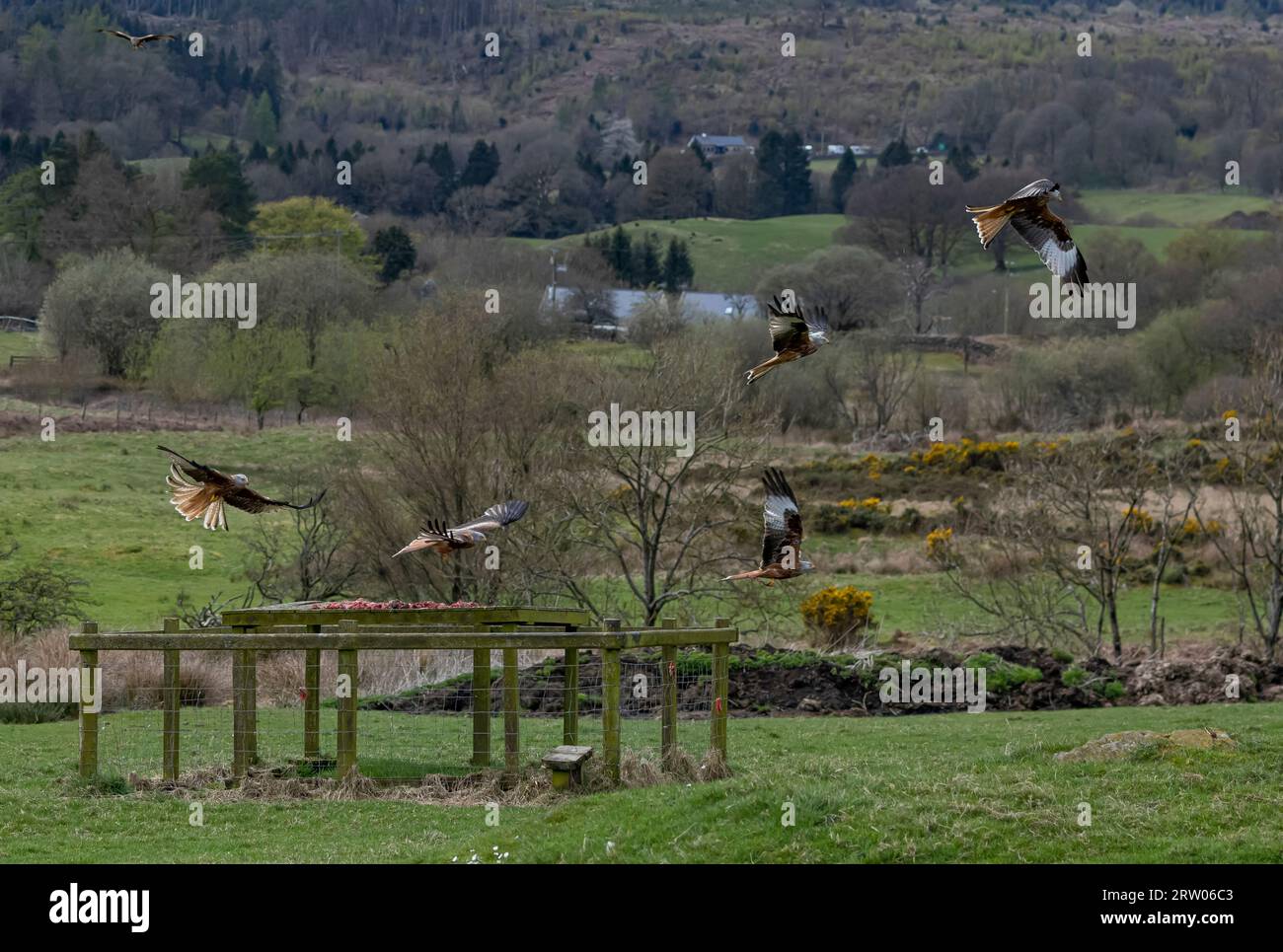 Five Red Kite birds of prey swoop down at a feeding station Stock Photo ...