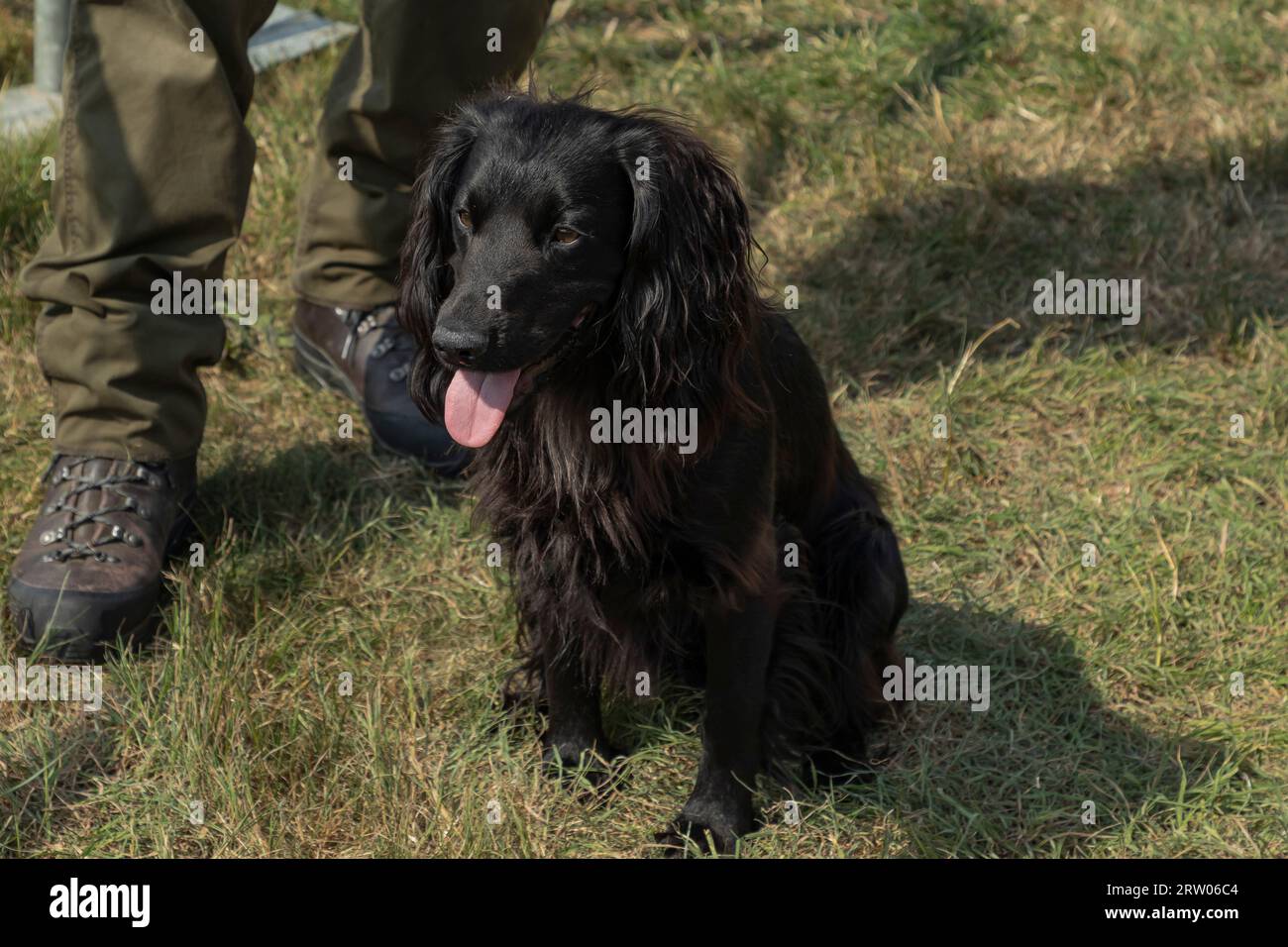Working cocker spaniel sitting hi-res stock photography and images - Alamy