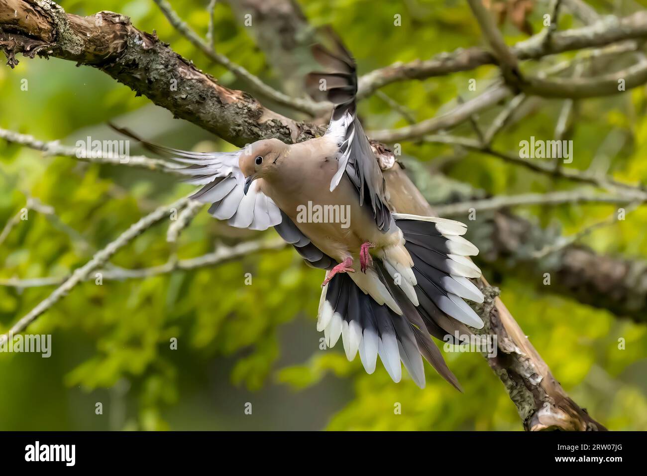 The mourning dove (Zenaida macroura). Bird known as the American ...