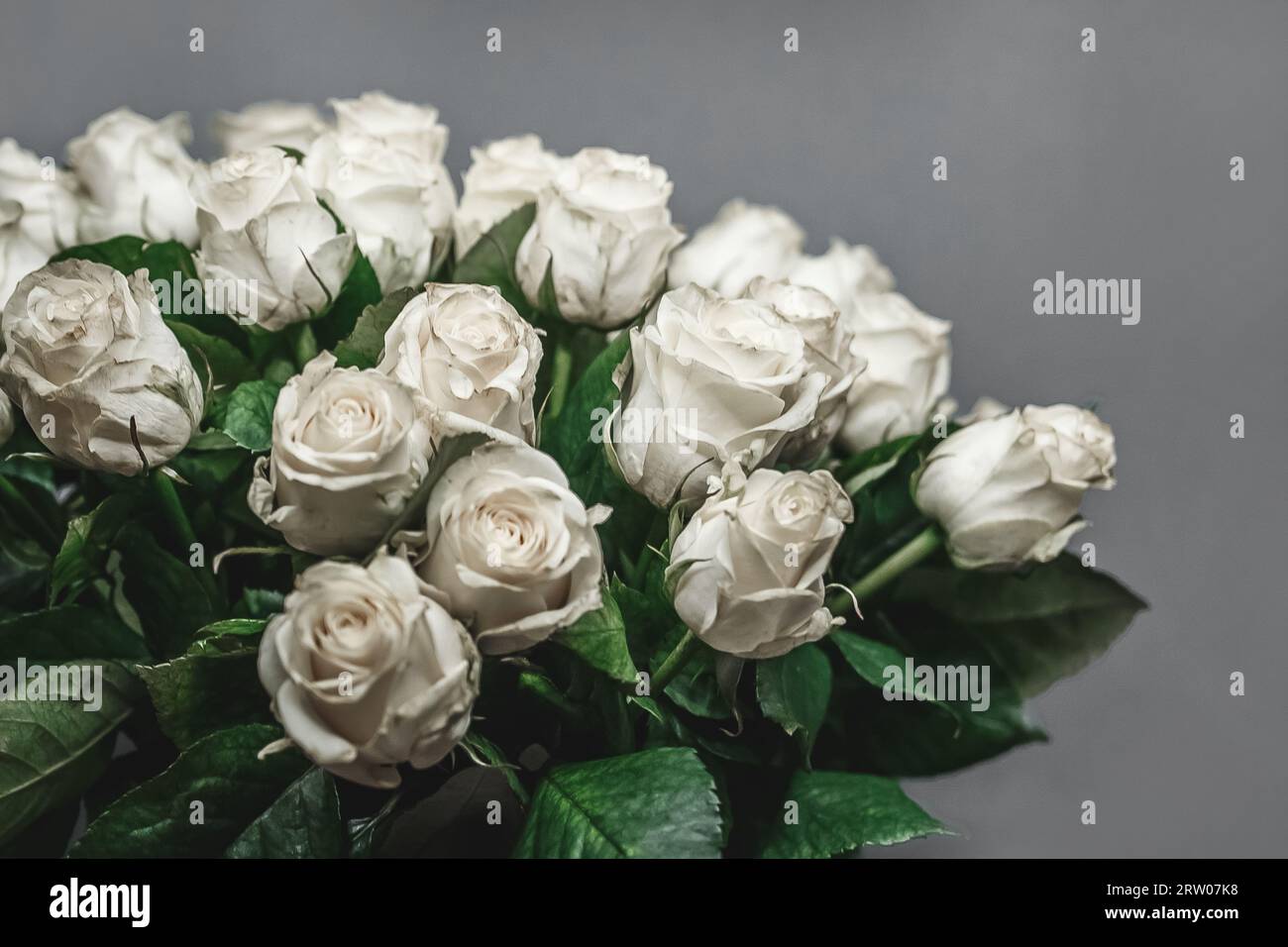 Bouquet of many white flowers, roses, close-up on a gray background ...